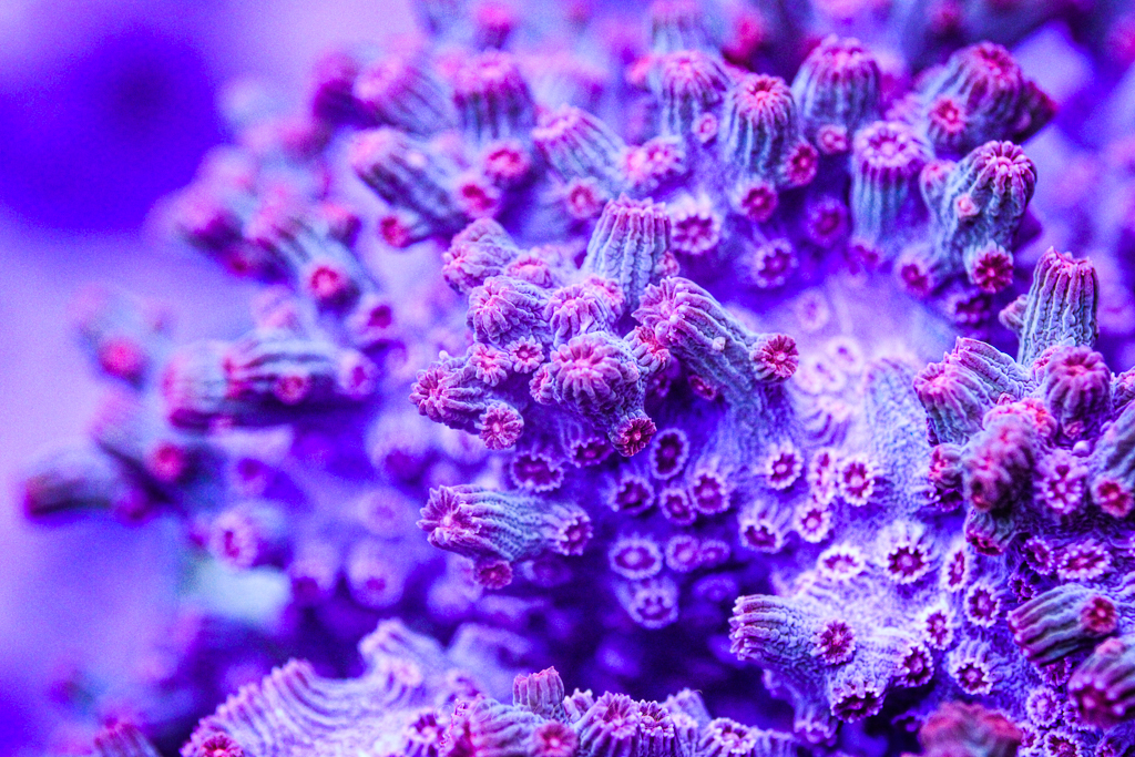 Purple Branching Coral